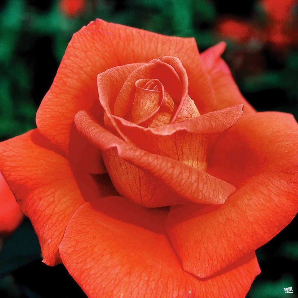 Rose Voodoo — Green Acres Nursery And Supply