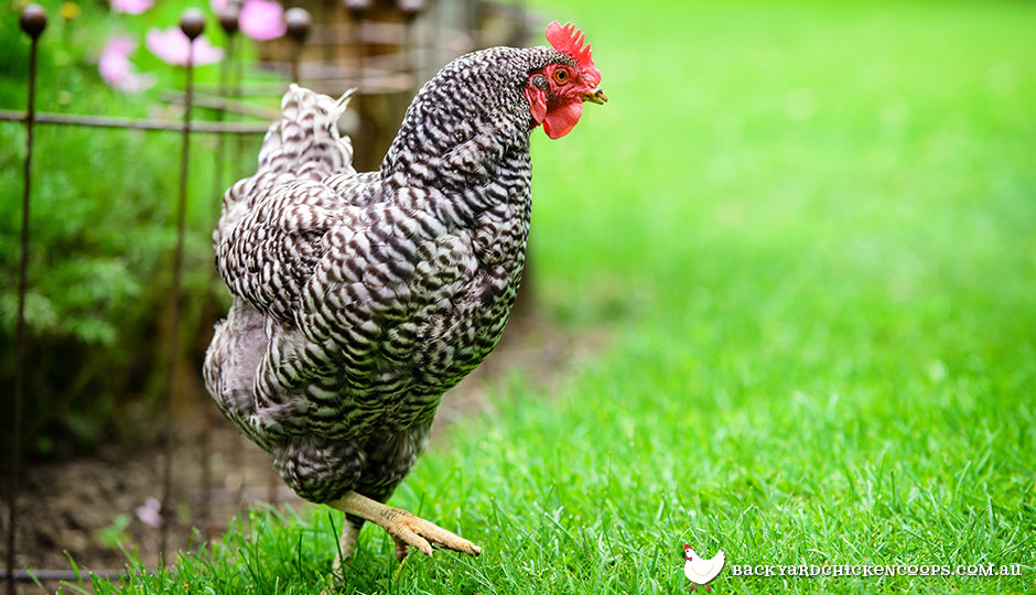 The Top 8 Best Laying Hens For Backyard Chickens