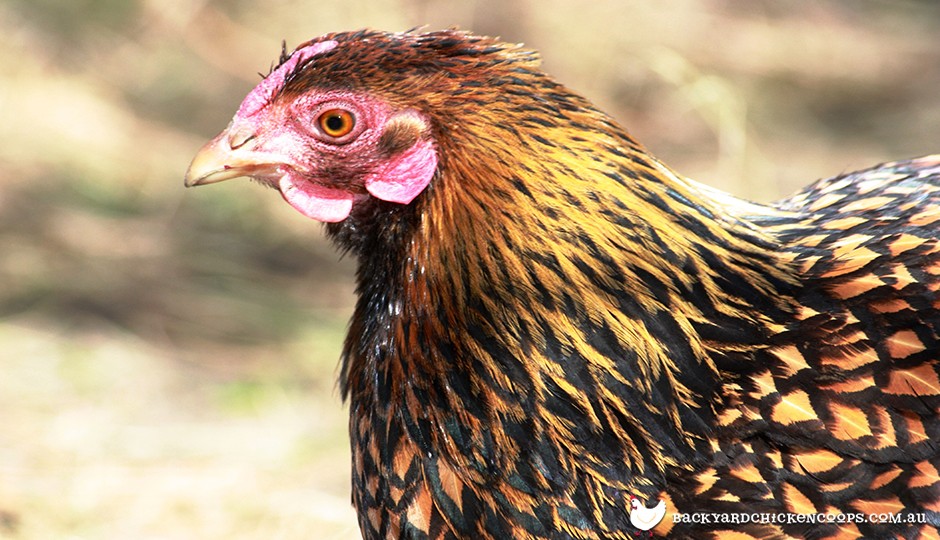 The Top 8 Best Laying Hens For Backyard Chickens