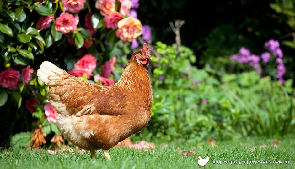 The Top 8 Best Laying Hens For Backyard Chickens