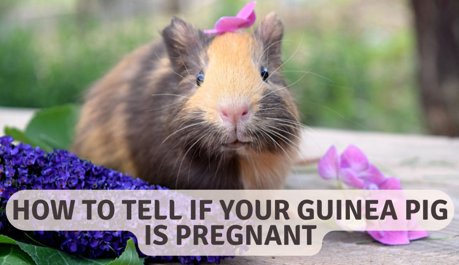 How To Tell If Your Guinea Pig Is Pregnant