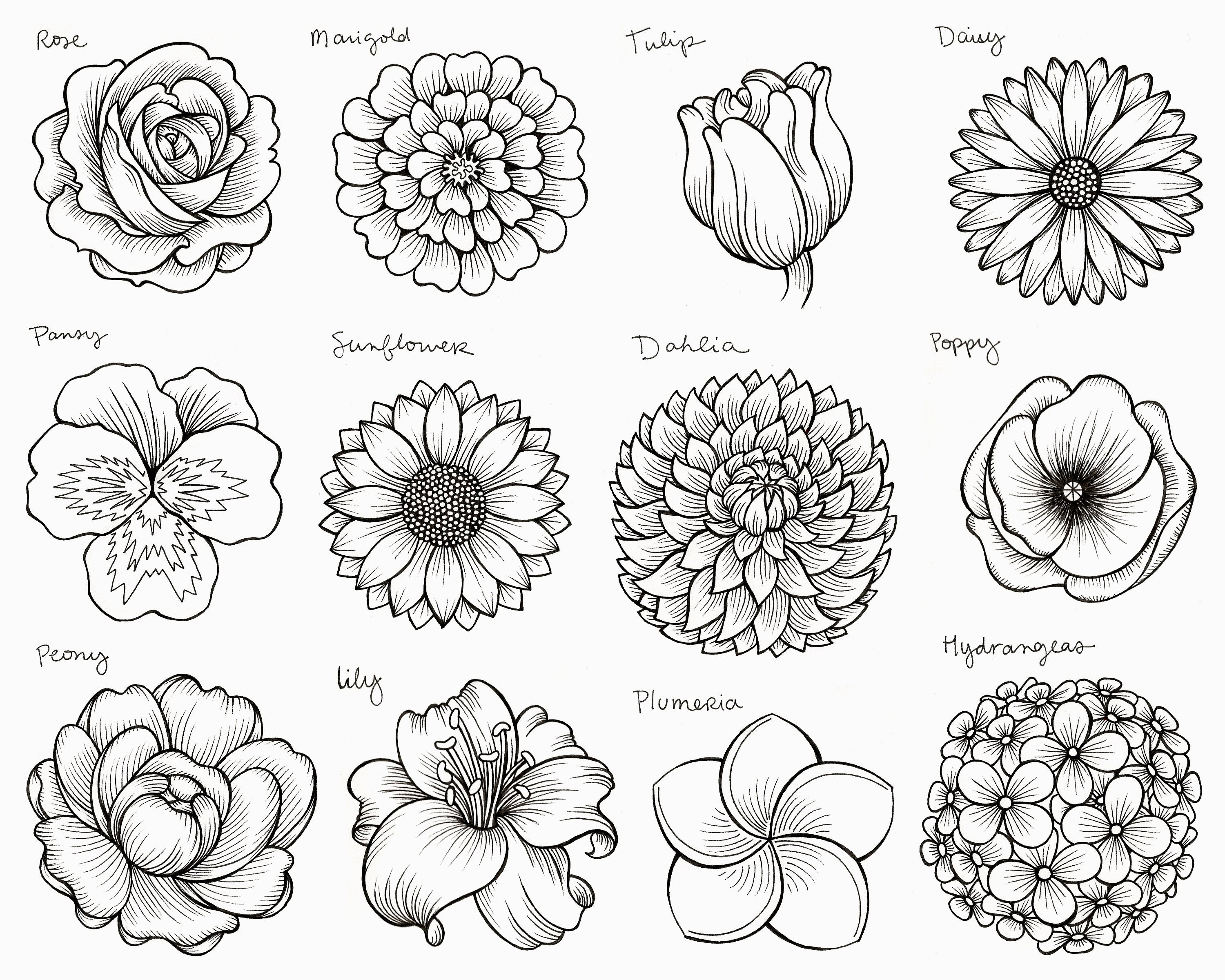 Flowers Drawing