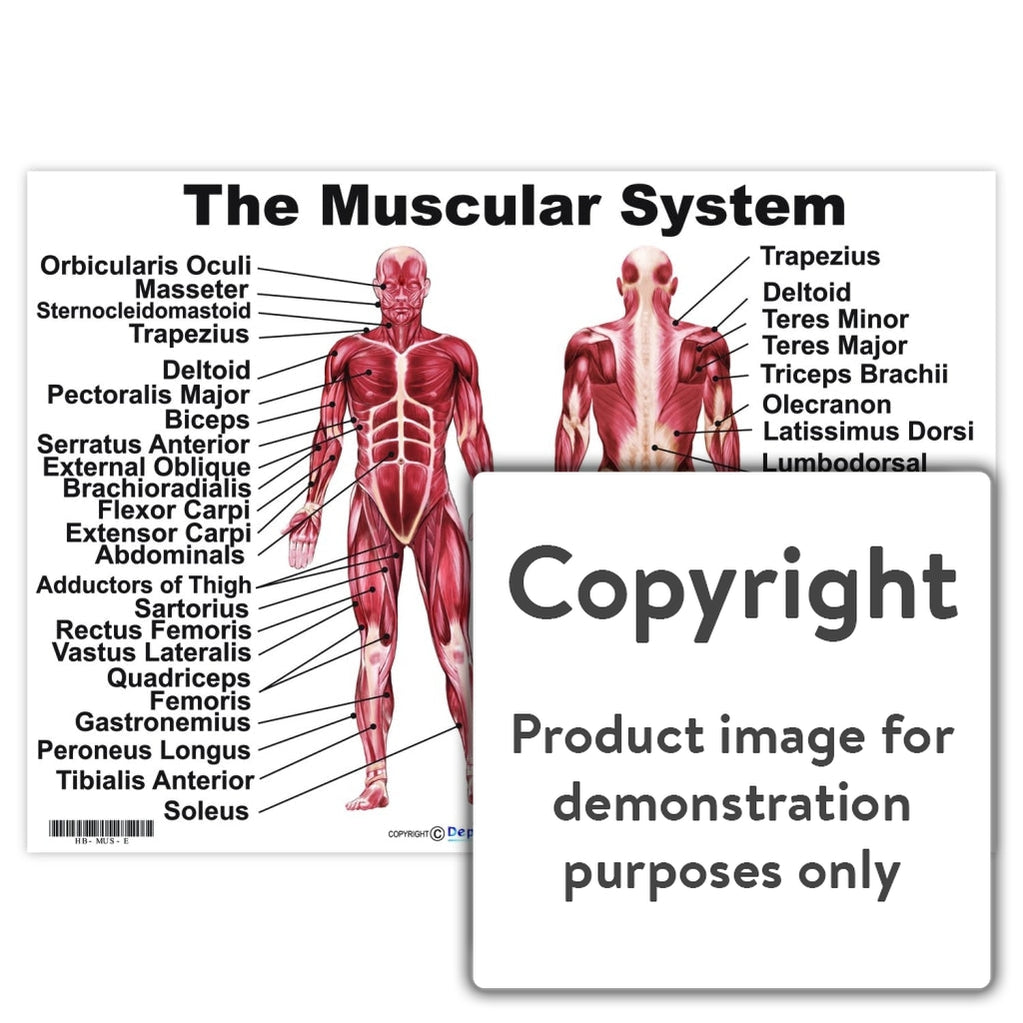 Back Muscles Chart Muscle Anatomy Poster Muscular System Anatomical