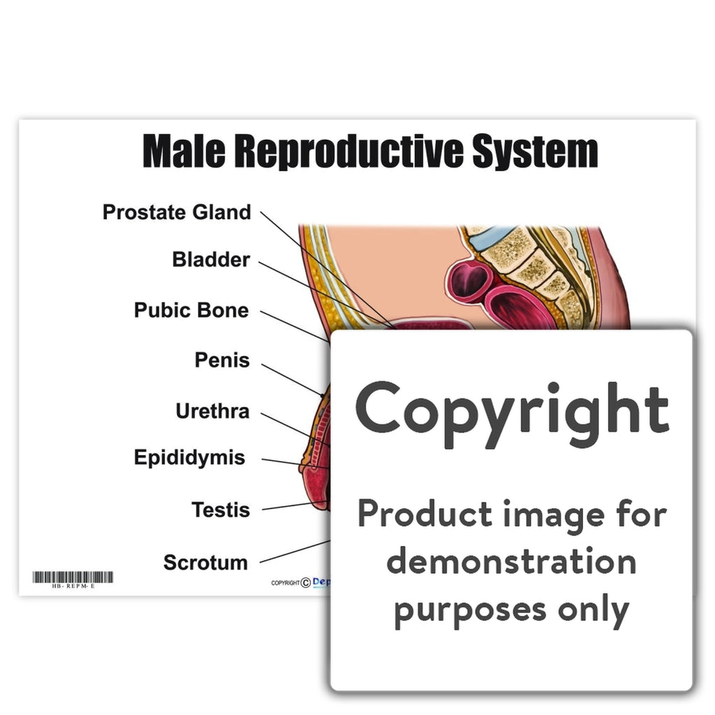 Organs Of Male Reproductive System And Their Functions Male