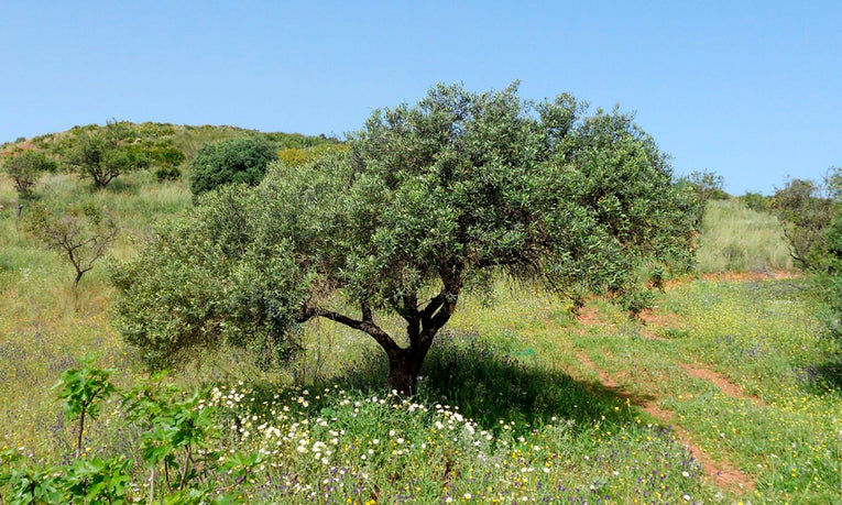 El Acebuche ¿qué Es Y Cuáles Son Sus Características 9 Oliveres