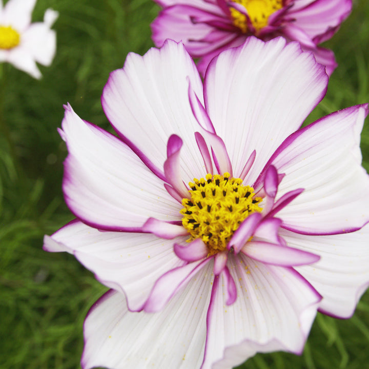 Cosmos Fizzy Rose Picotee 30 Seeds Jardin De Fleur Flower Seeds