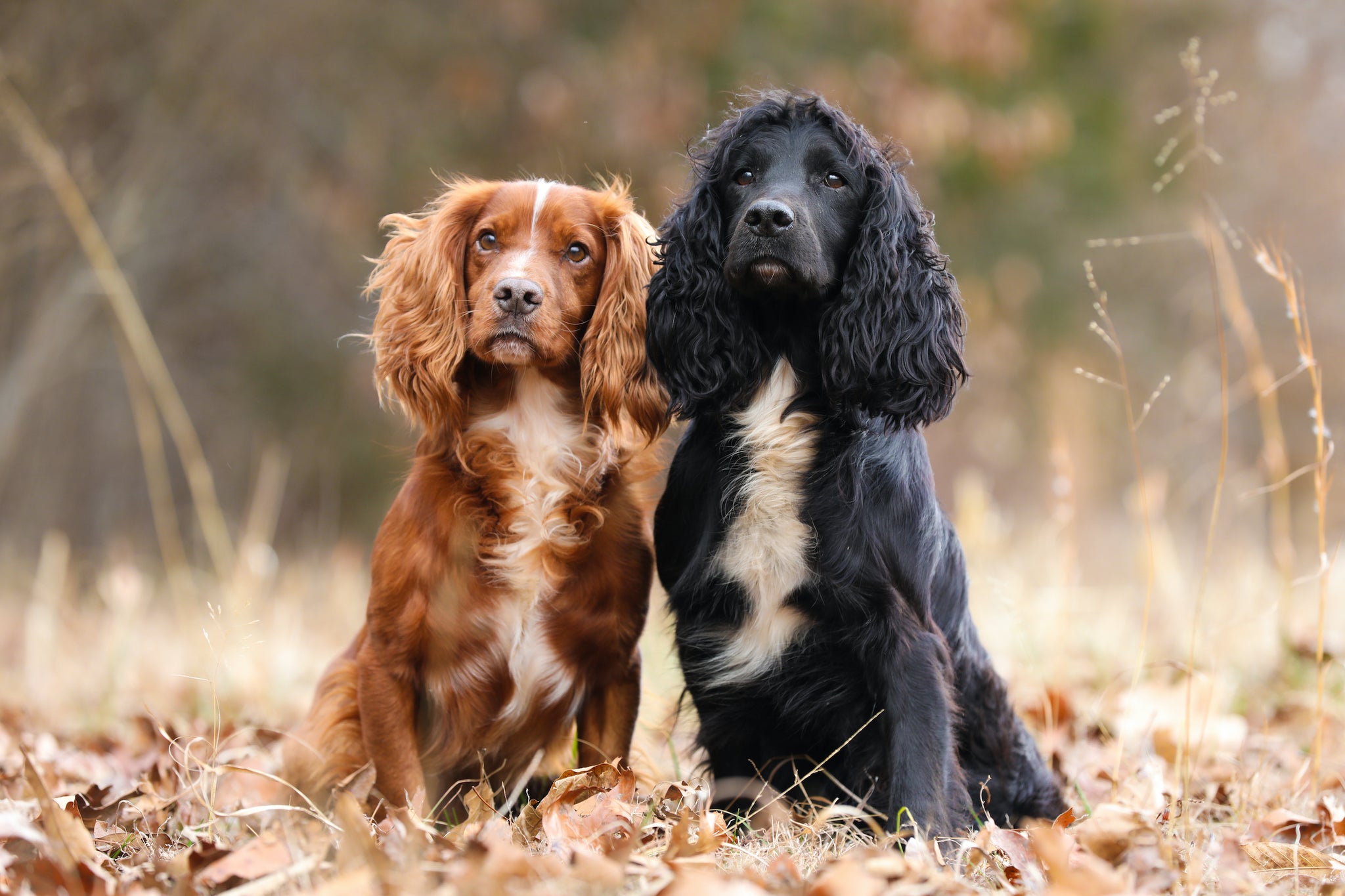 English Cocker Spaniel Breed Profile