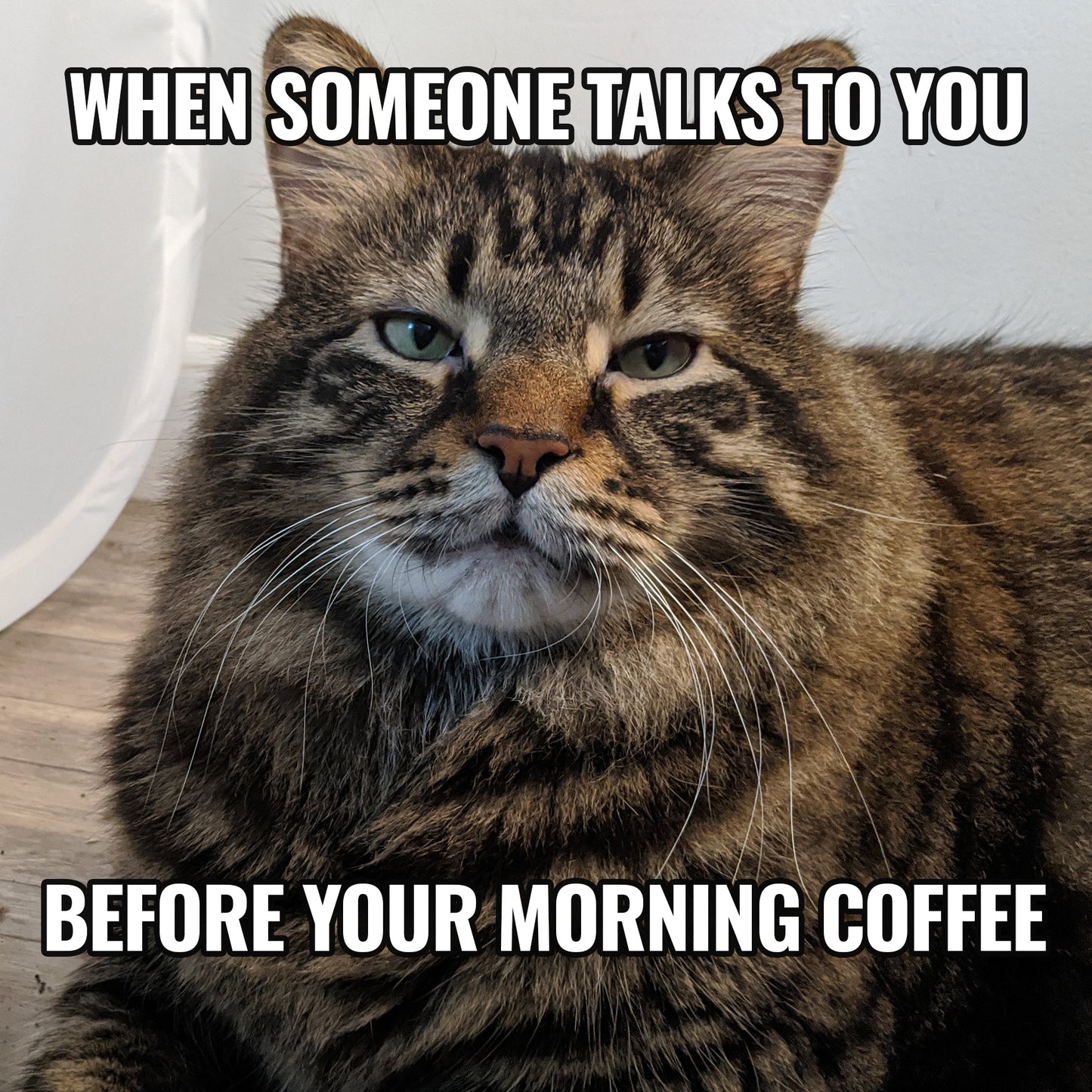 Morning Coffee Meme Sticker Limited Edition Kitty Town Coffee