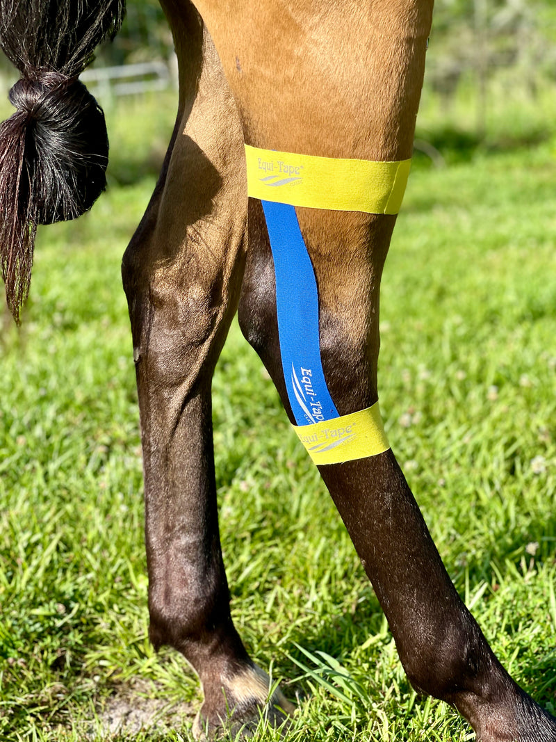 Equi Tape® Learn About Equine Kinesiology Taping