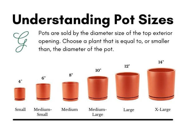 How To Choose Your Pot Size Green Fresh Florals Plants