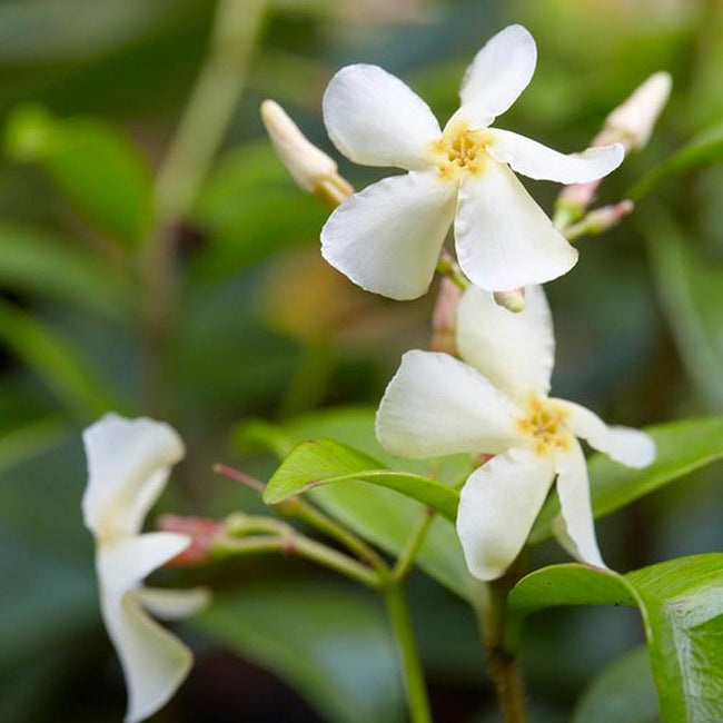 Asiatic Jasmine Shrubs For Sale