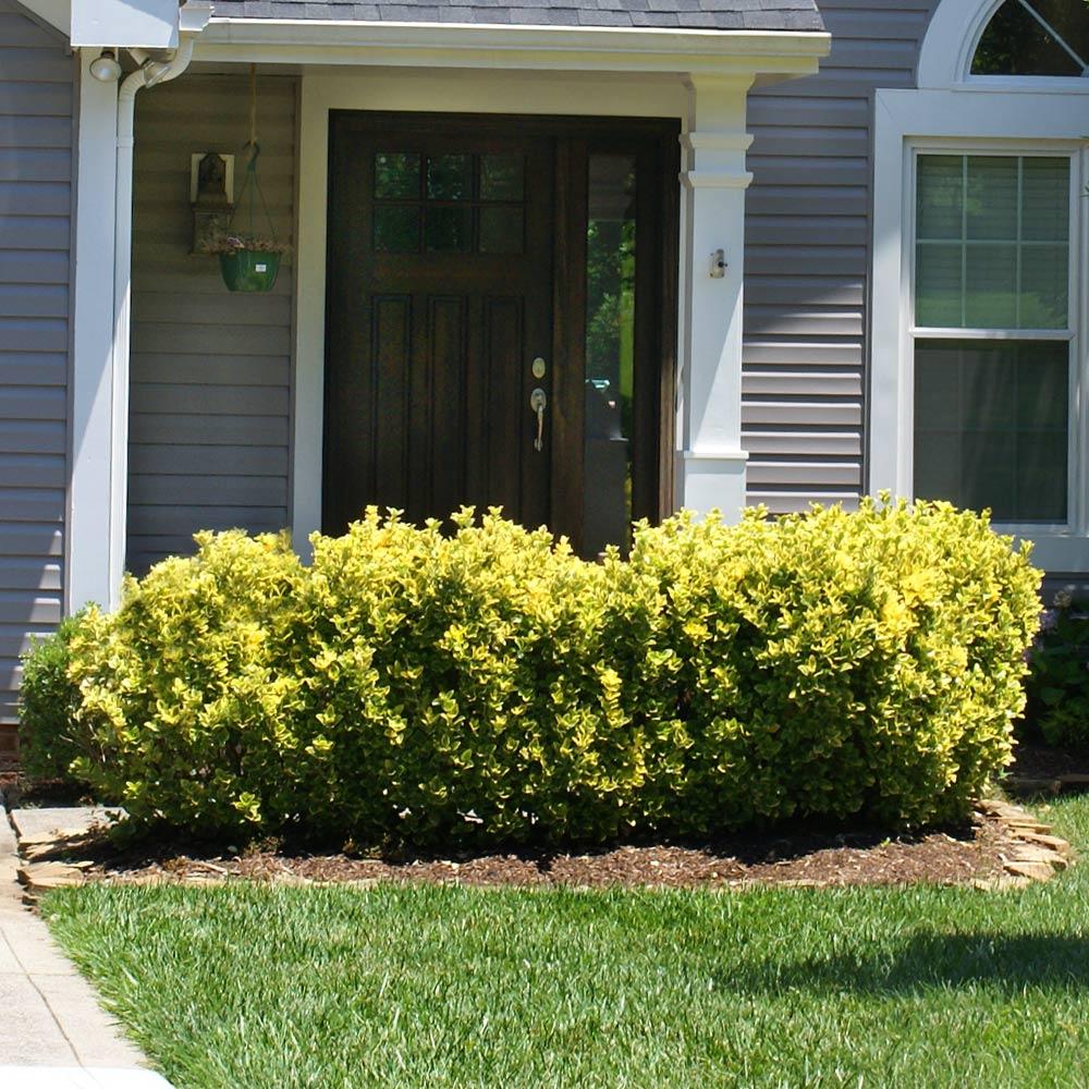 Golden Euonymus Shrubs For Sale