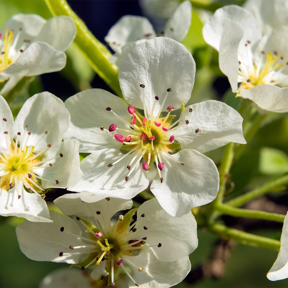 Luscious Pear Trees For Sale