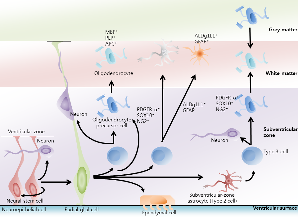 How To Grow Brain Cells With Nootropics For Neurogenesis Mind Lab Pro®