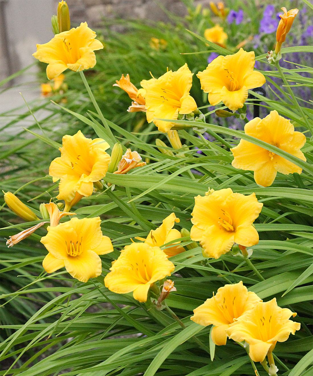 Stella De Oro Reblooming Daylily 3 Root Divisions Bloomingbulb