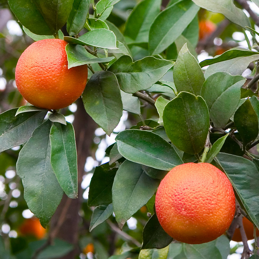 Blood Orange Trees For Sale