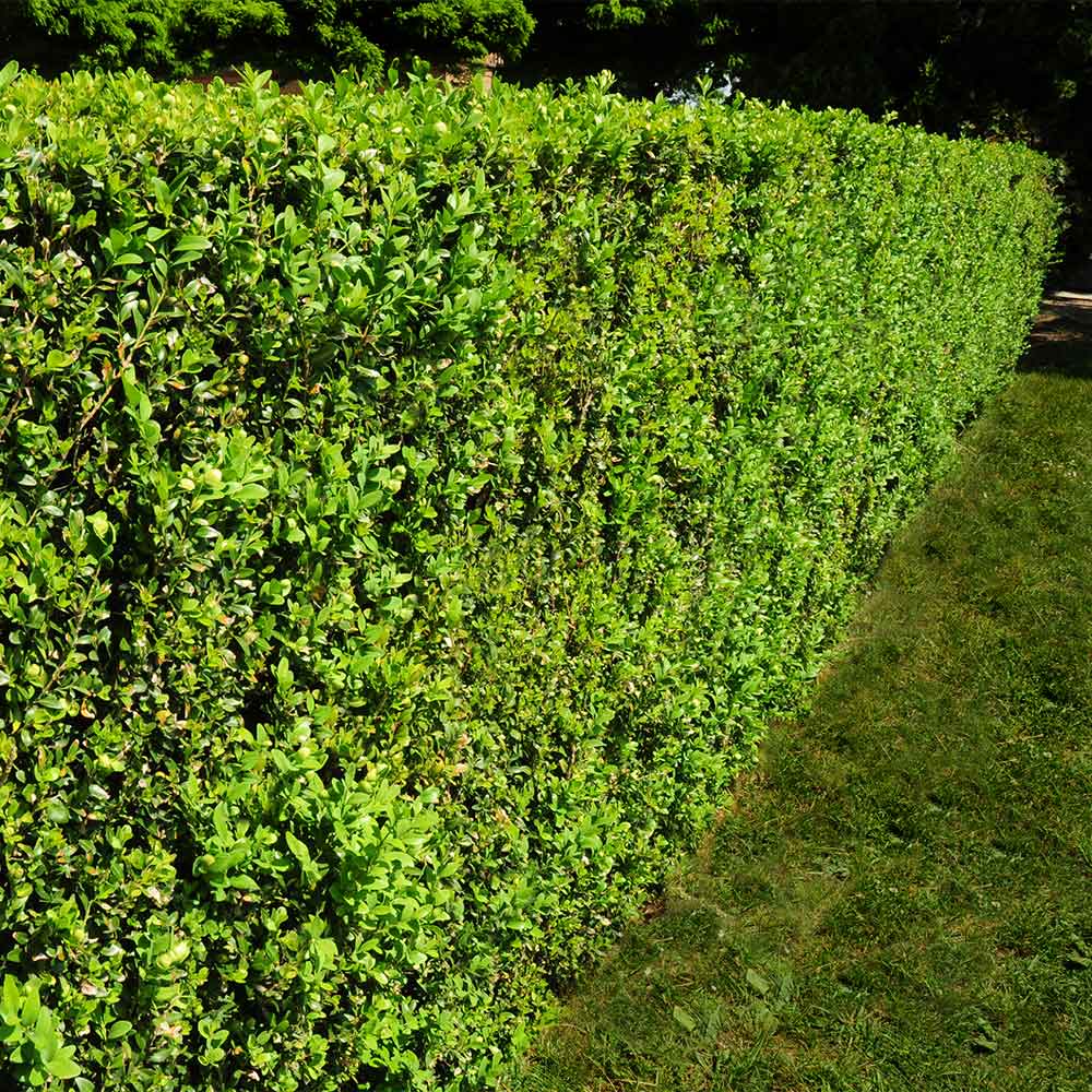 American Boxwoods For Sale