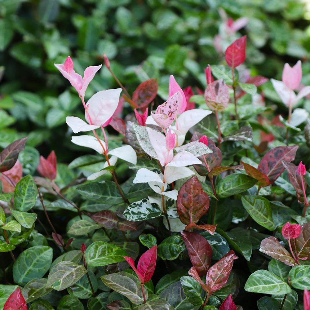 Snow N Summer Asiatic Jasmine Plants For Sale