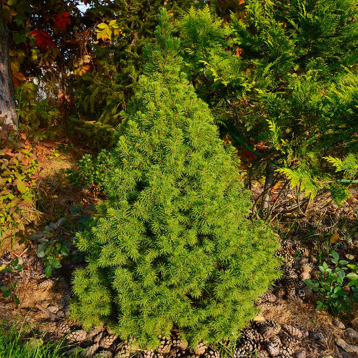 Dwarf Alberta Spruce Plants For Sale