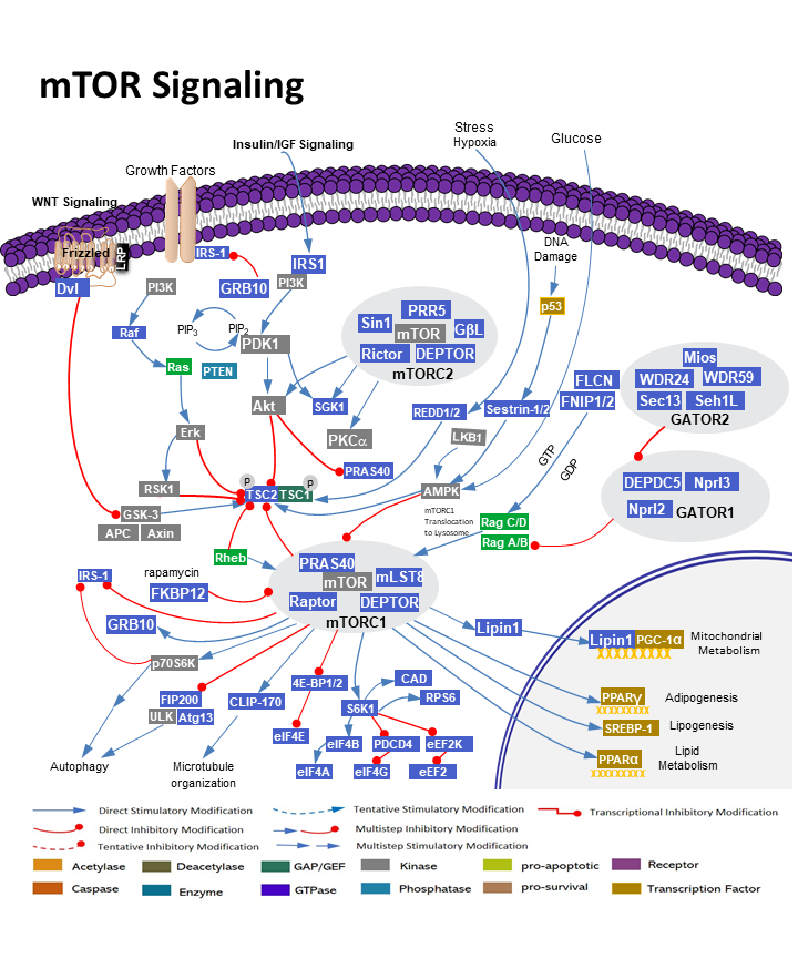 Cell Proliferation Signaling Pathway Youtube