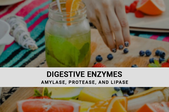 Digestive Enzymes Amylase Protease And Lipase Enzymatic Vitality