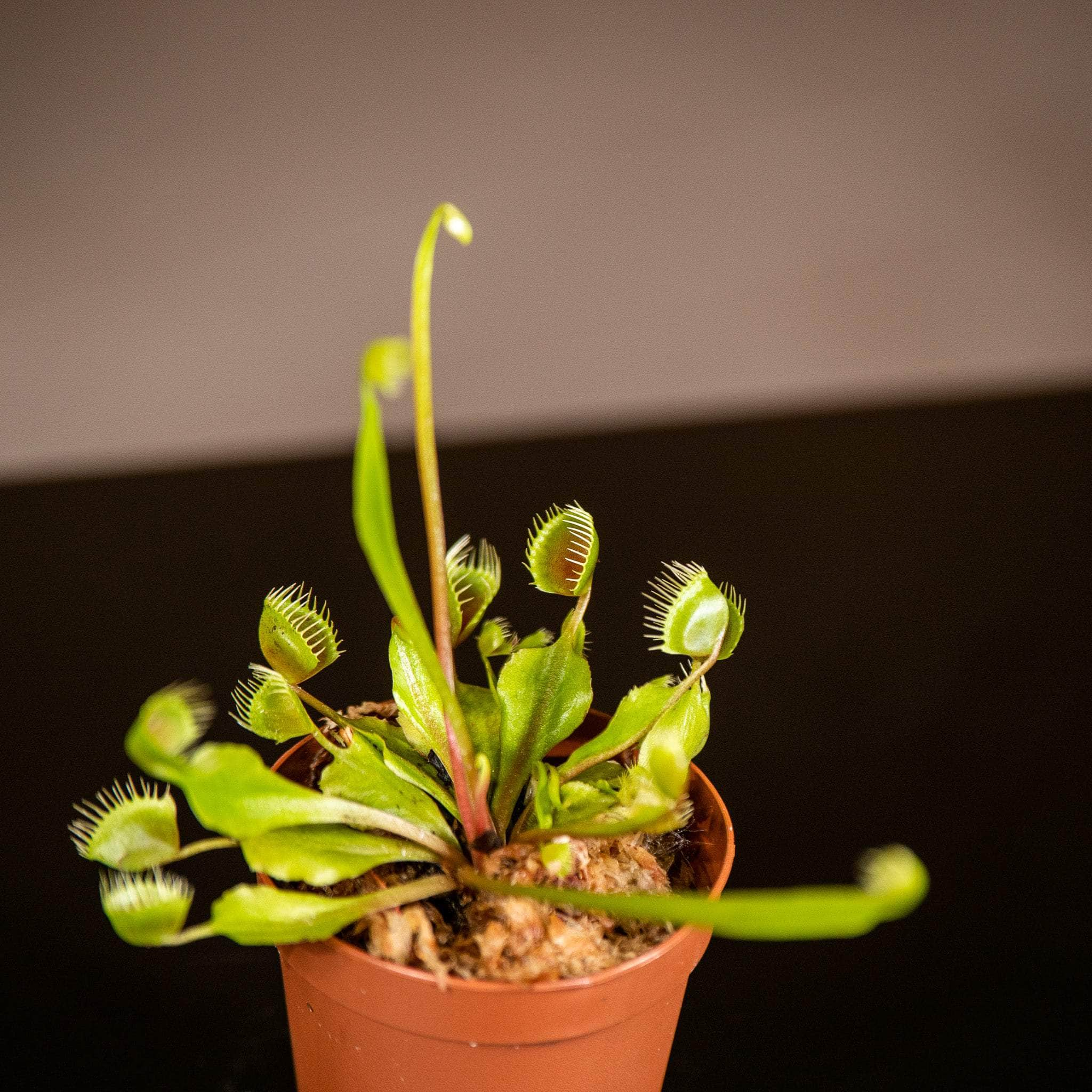 Carnivorous Dionaea Muscipula ‘cupped Trap “venus Fly Trap