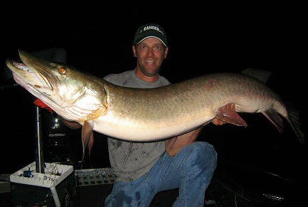 Spawning Musky Vid Unreal Spring Tips Big Muskies From Opener