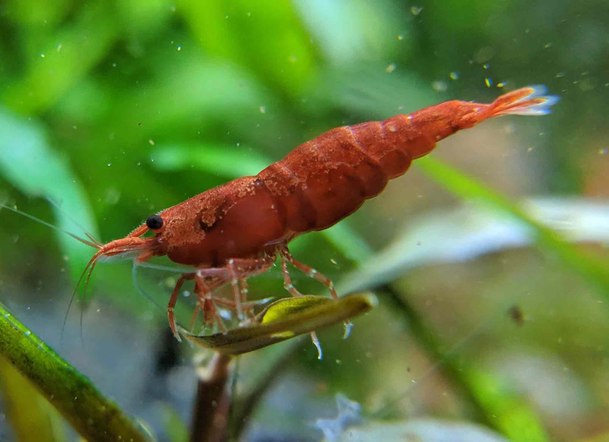 Neocaridina Skittle Pack Live Shrimp Neocaridina Shrimpy Business