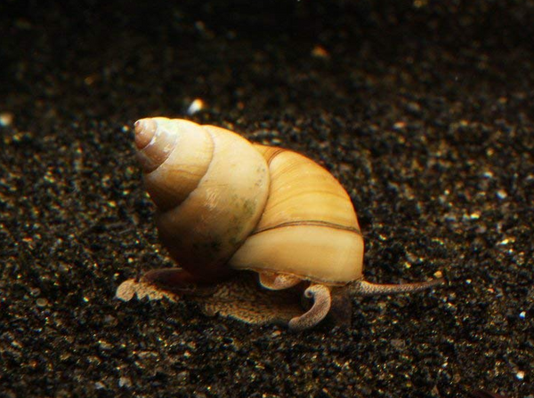 Mystery Of Japanese Trapdoor Snail Reproduction Uncovered