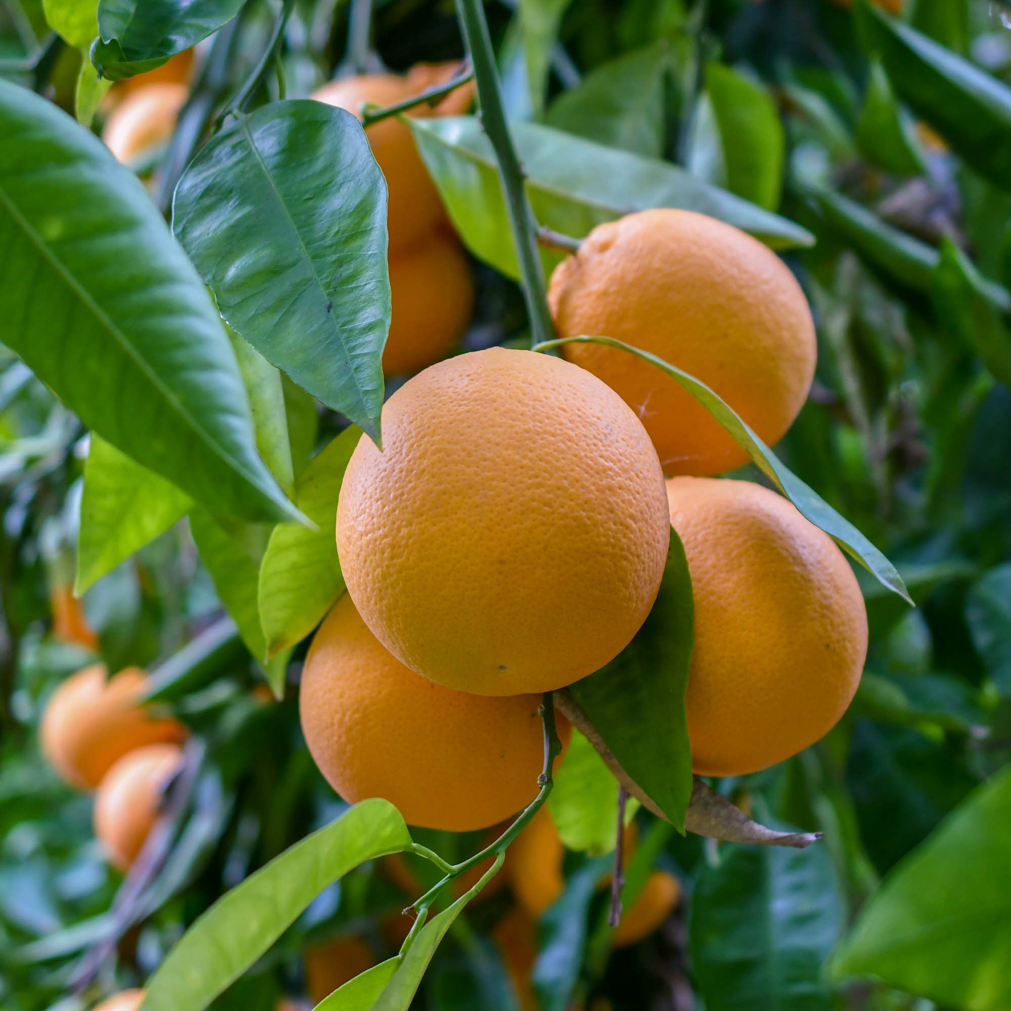 Organic Tarocco Blood Oranges Frog Hollow Farm