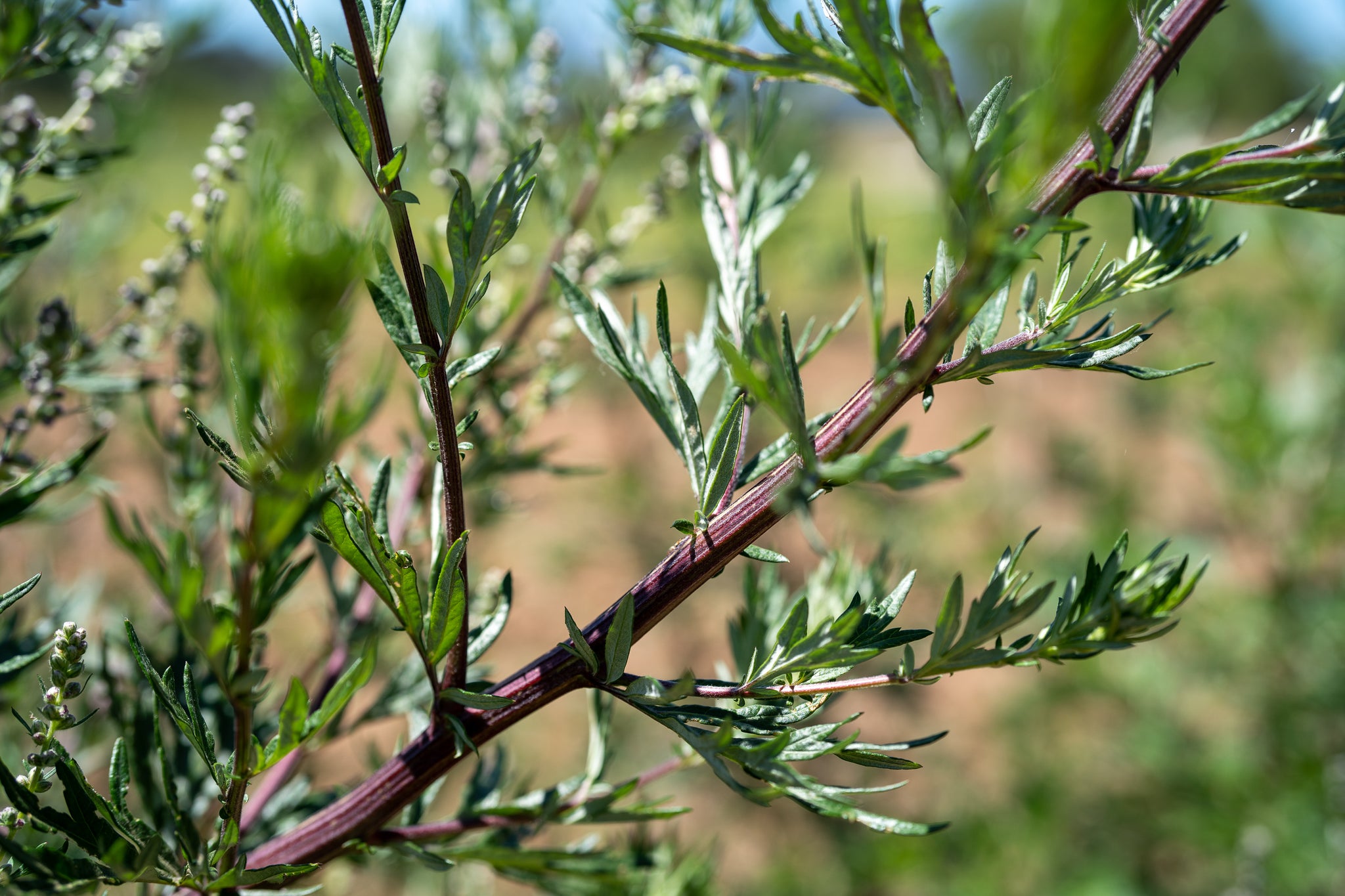 Common Mugwort Seeds The Plant Good Seed Company