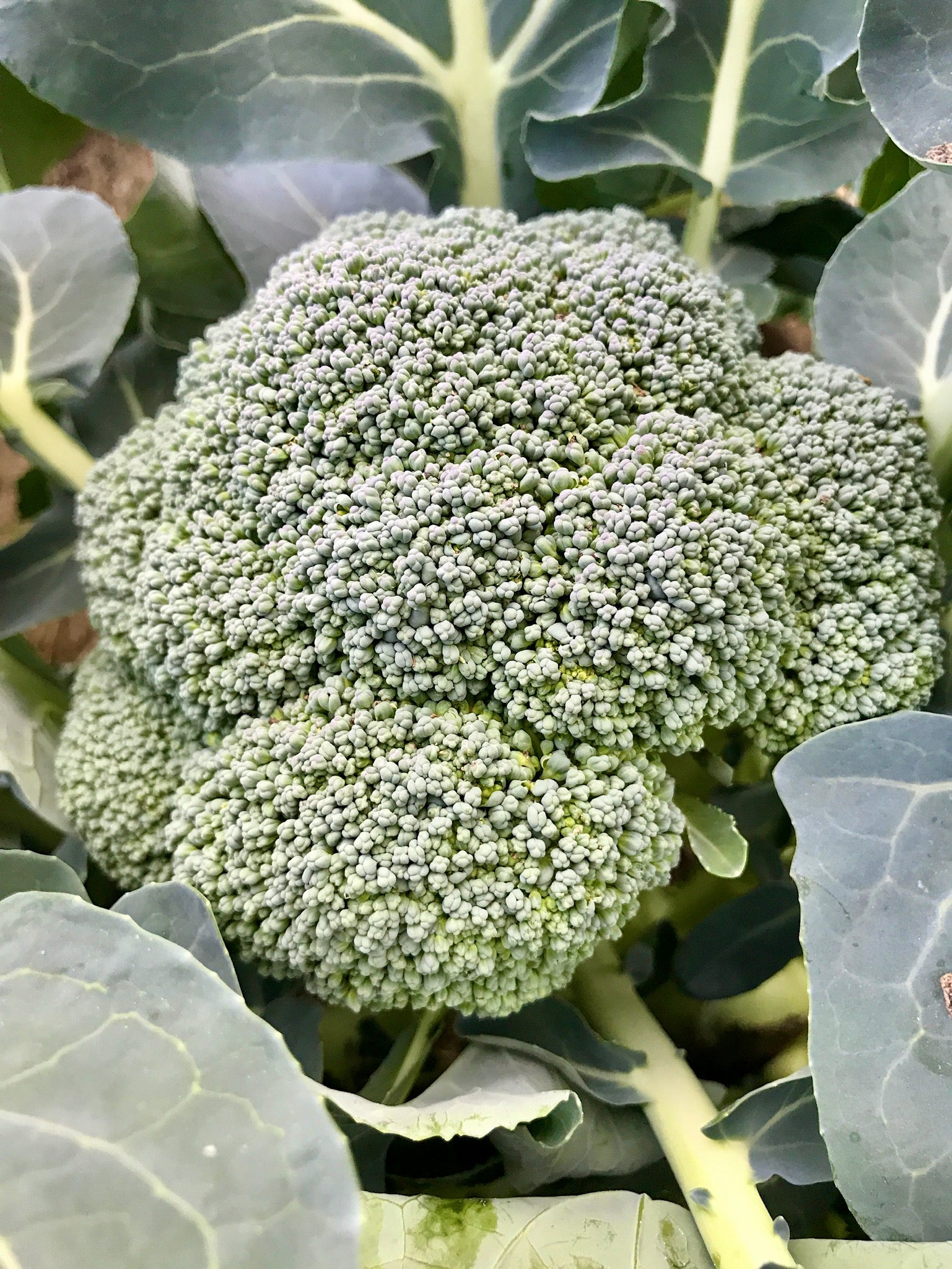 Godzilla F1 Broccoli Seeds The Plant Good Seed Company