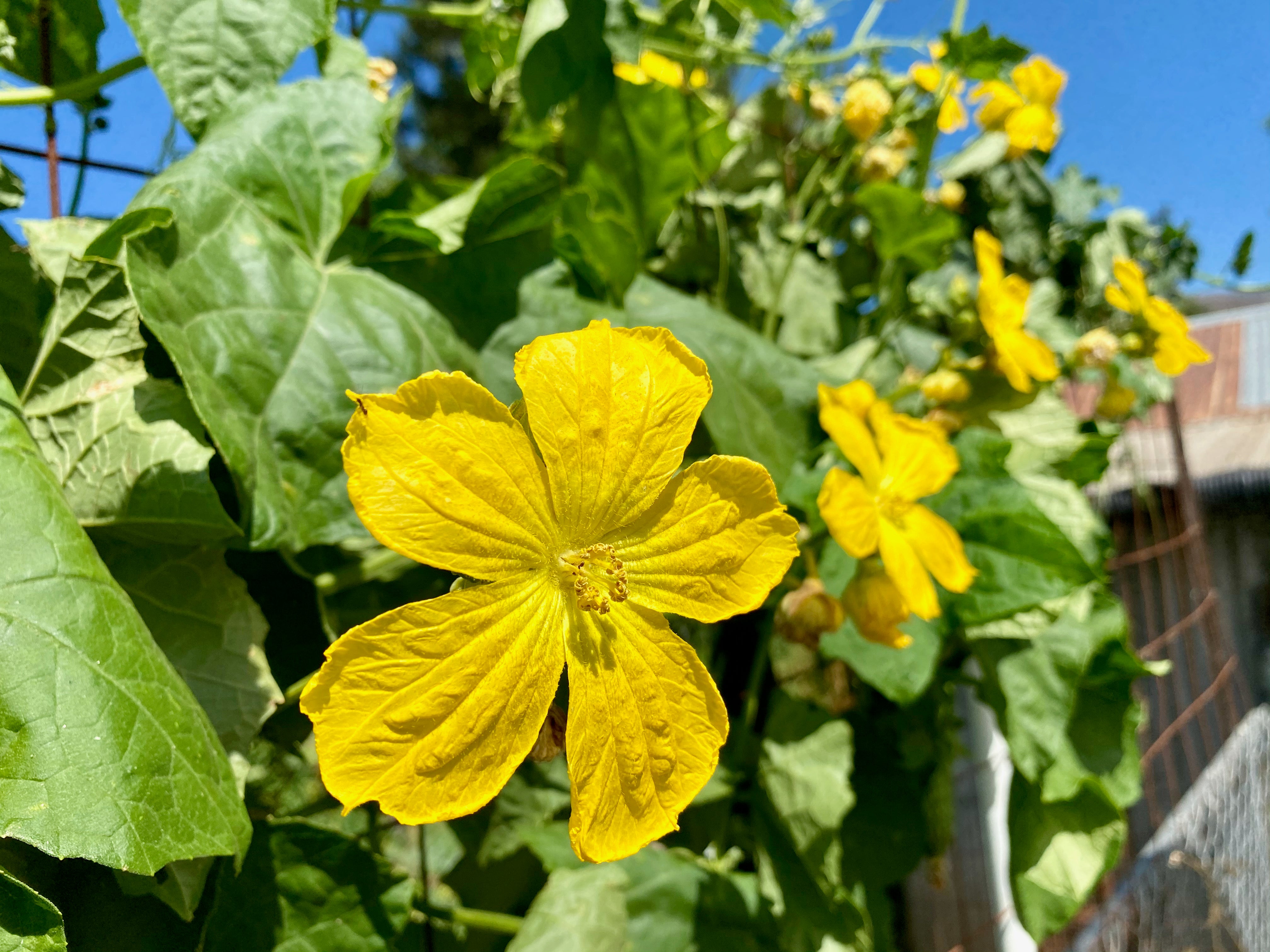 Luffa Gourd Seeds The Plant Good Seed Company