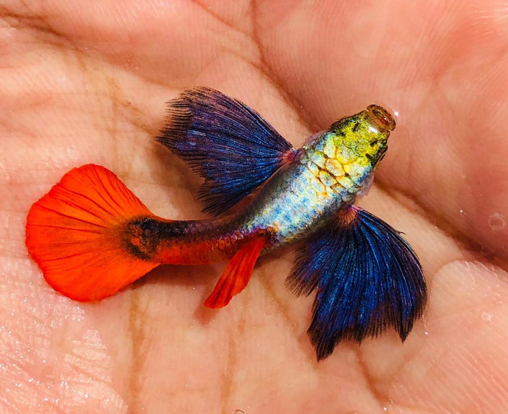 Coast Gem Usa High Quality Guppy Pairs Or Trios Guppies For Sale