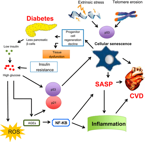 Cellular Senescence And Aging What You Can Do