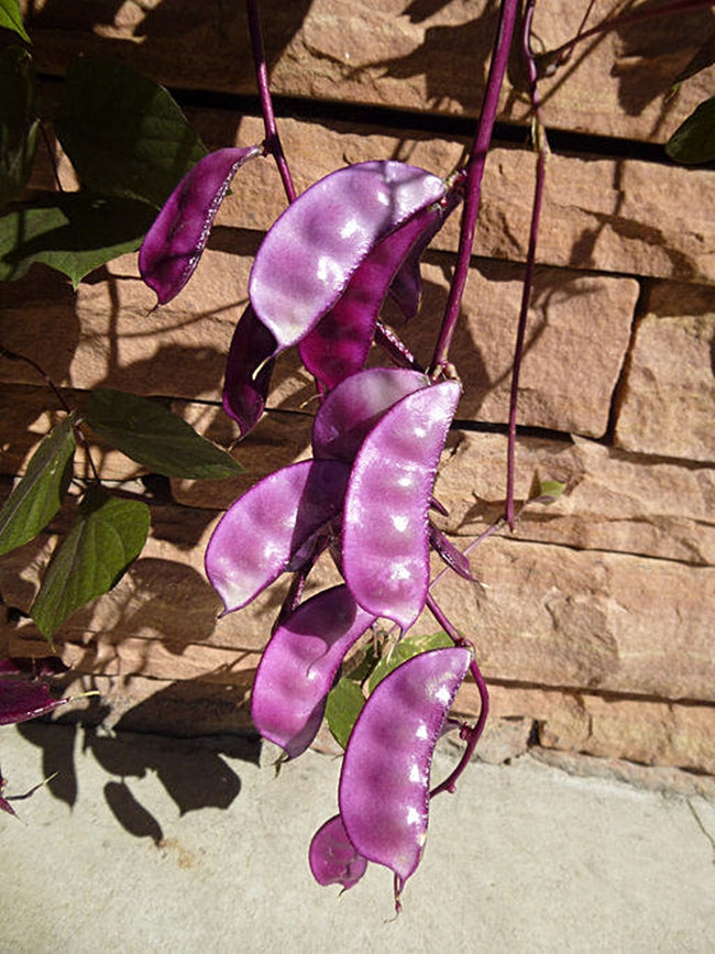 Lablab Purpureus 10 Seeds Hyacinth Bean Dolichos Vine The Plant