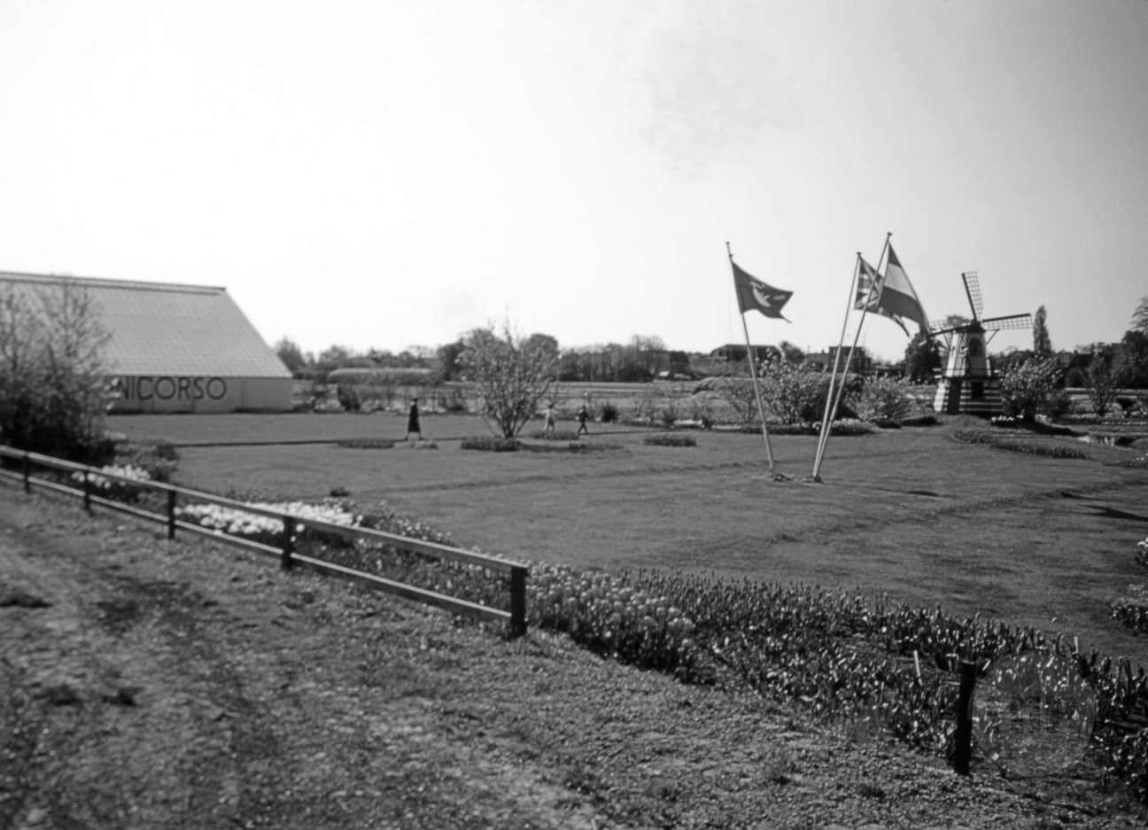 Black And White Historical Photograph Of Dutch Farm With Three Europea