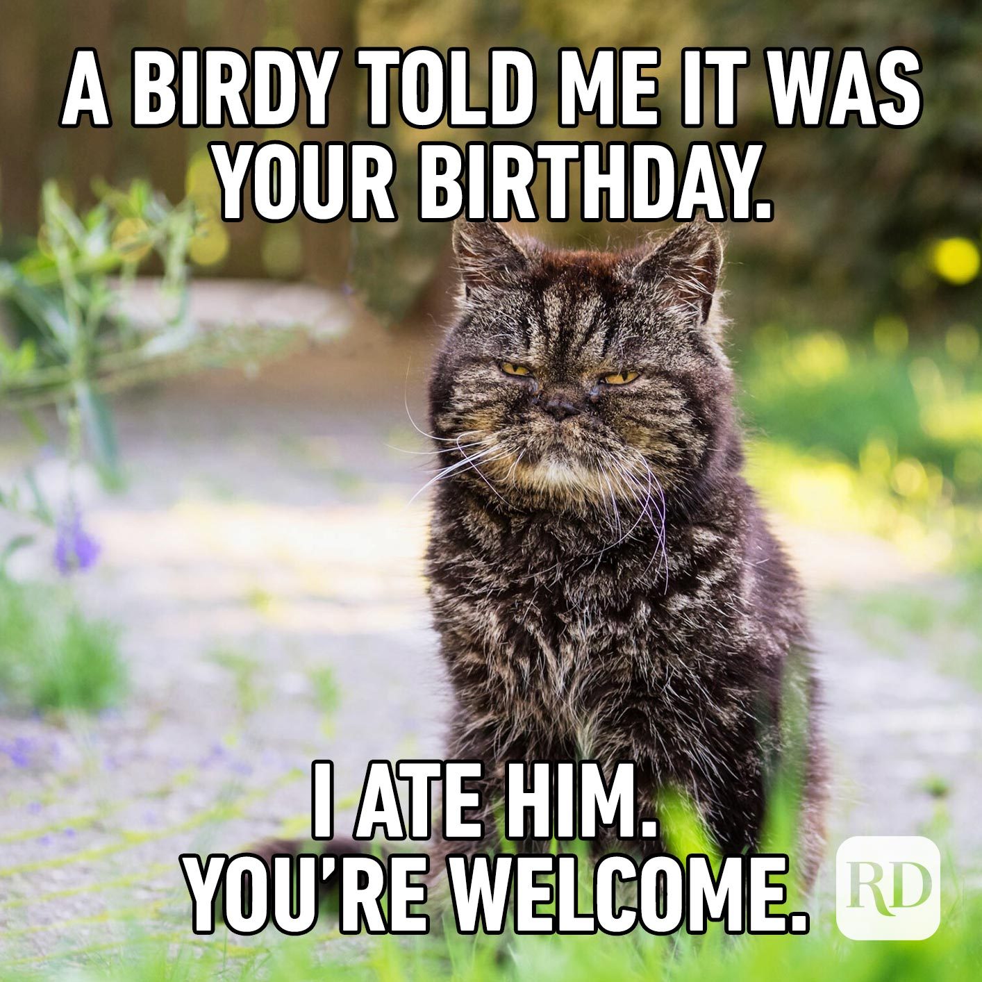 15 Funny Birthday Memes And S But Actually Funny