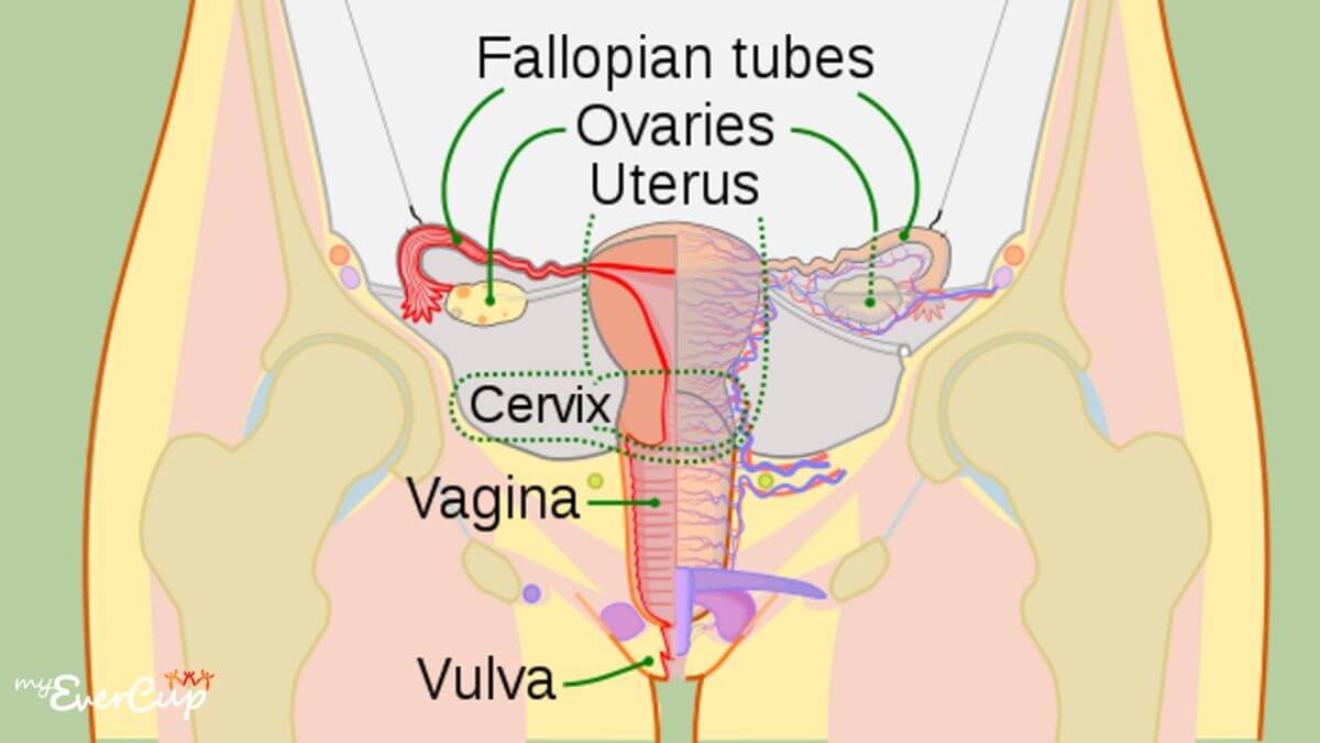 Locating And Measuring Your Cervix Venus Menstrual Cup 56 Off