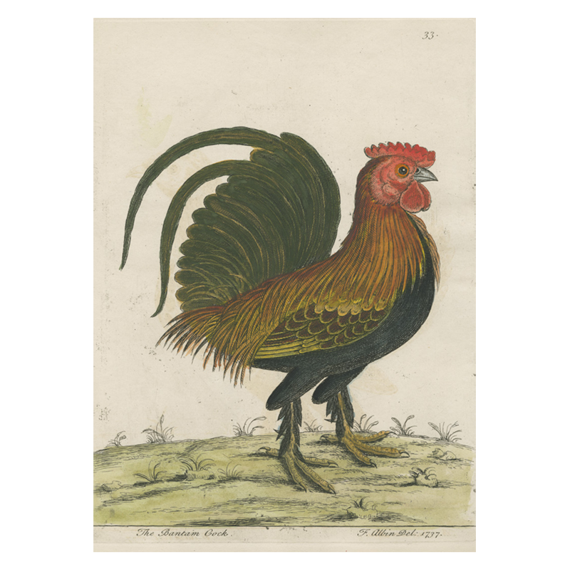 Bantam Cock — John Derian Company Inc