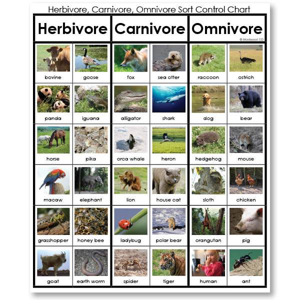 Herbivore Carnivore Or Omnivore Sorting Cards Montessori 123 995