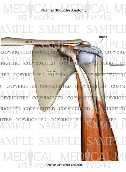 Normal Shoulder Anatomy — Medical Art Works