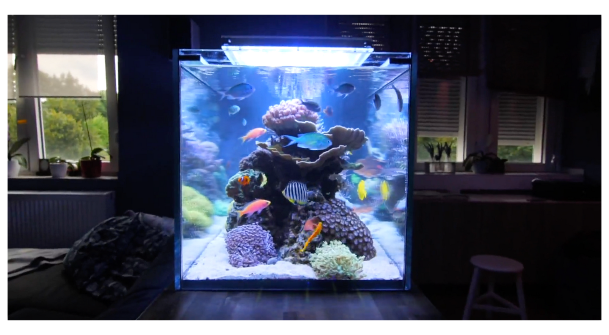 Nano Reef Must Know Tips For A Successful Tank Coralfish12g