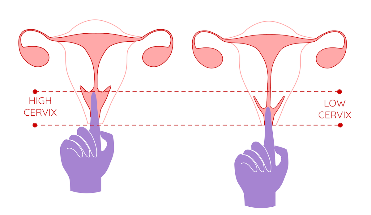 4 Things You Should Know About Your Cervix Before Using A Menstrual Cu