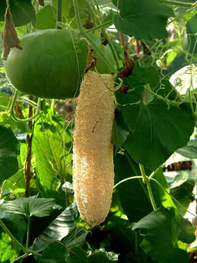 Luffa Egyptian Loofah Luffa Cylindrica Sponge Plant 5 Seeds