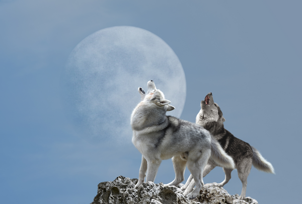 Why Do Wolves Howl At The Moon American Wolves