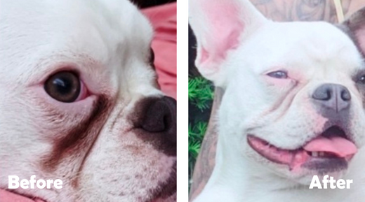 Why Do French Bulldogs Have Tear Stains Golden Bailey Dogs