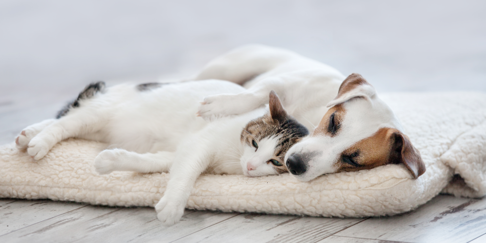 How To Help Your Dog And Cat Become Best Friends Alpha Paw