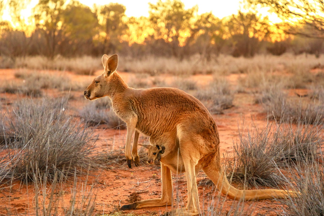 All About The Red Kangaroo Australias Unique Marsupials Gage Beasley