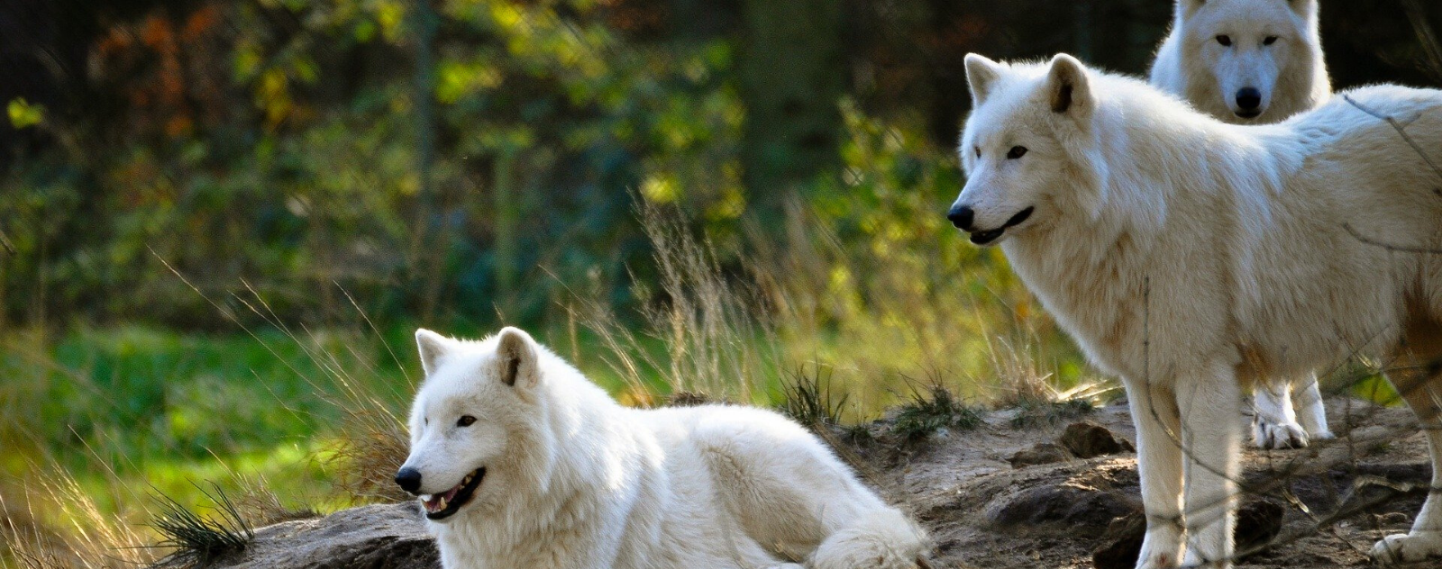 Tout Savoir Sur Les Loups Caract 232 Re Comportement Et Anatomie 2023